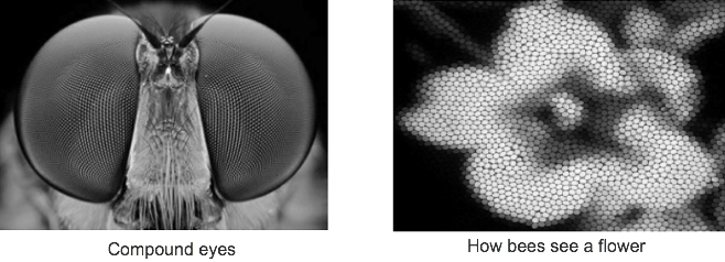 1 Welcome to Computer Vision · Deep Learning for Vision Systems