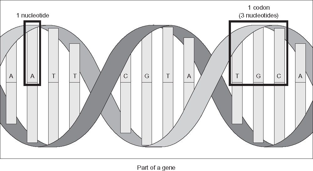 2 Search problems · Classic Computer Science Problems in Java